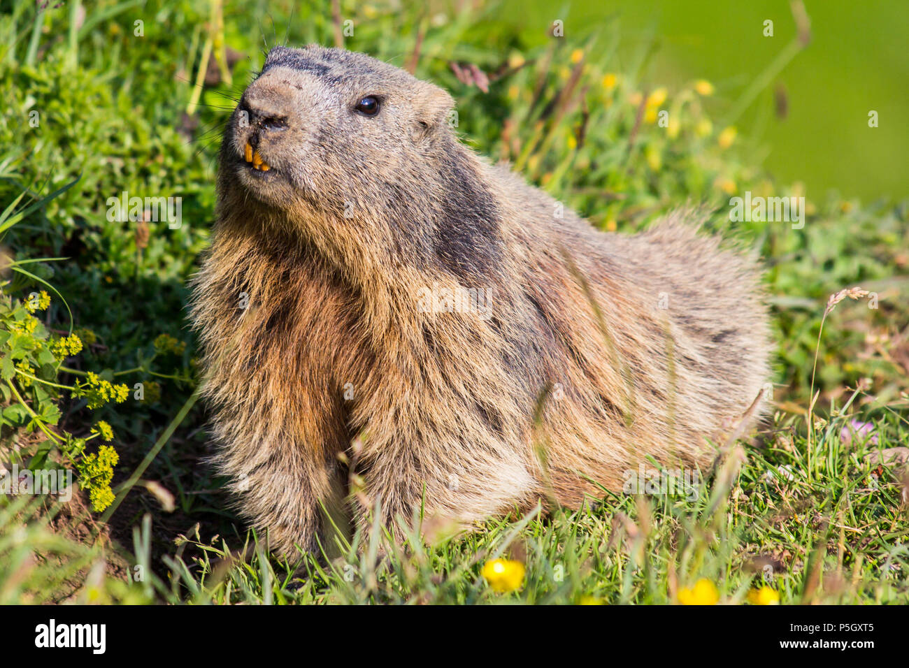 Alpine marmot in hi-res stock photography and images - Alamy