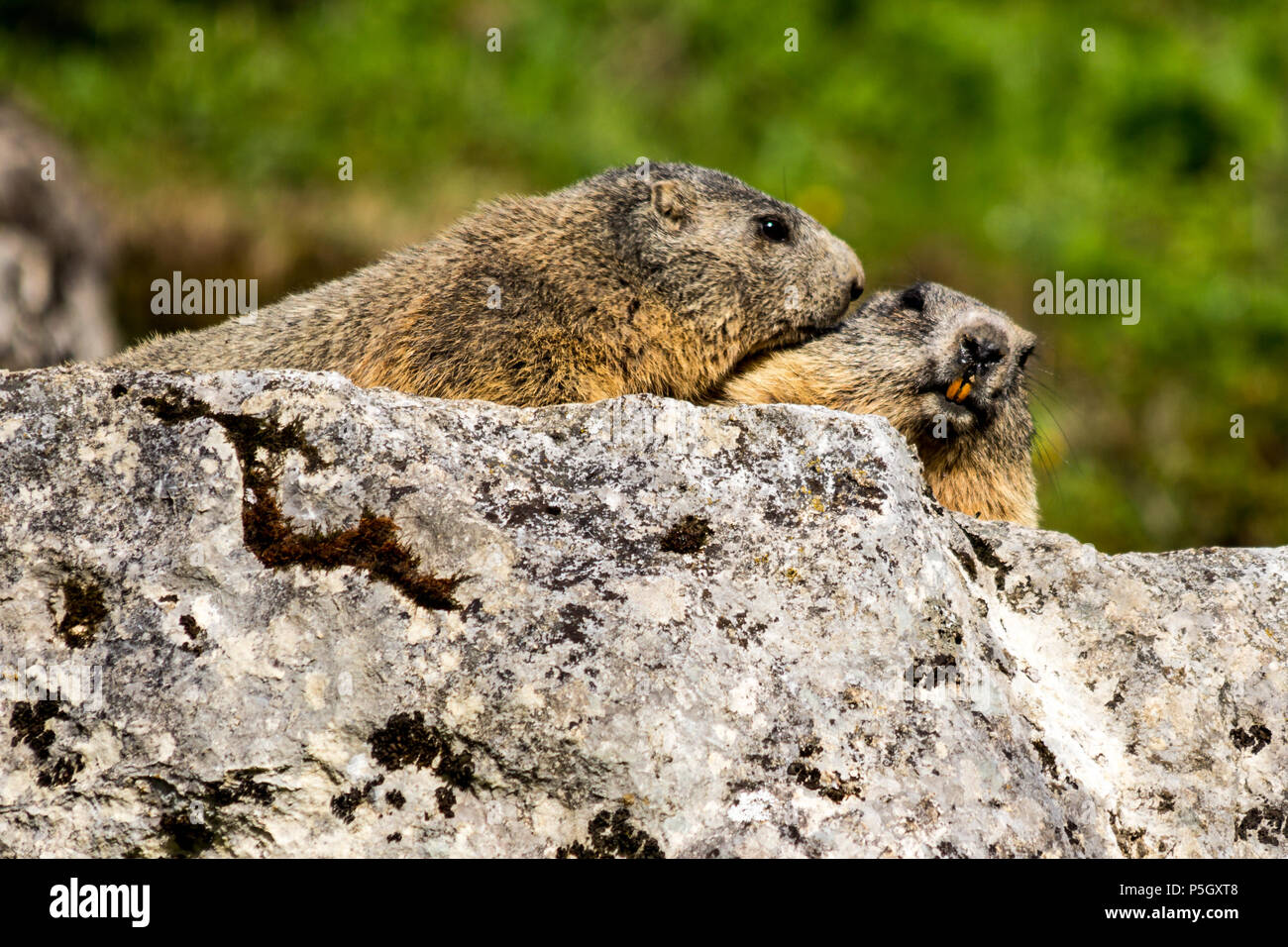 Two alpine marmots cuddling on a rock in the evening sun. Picture taken in Malbun, Liechtenstein ...
