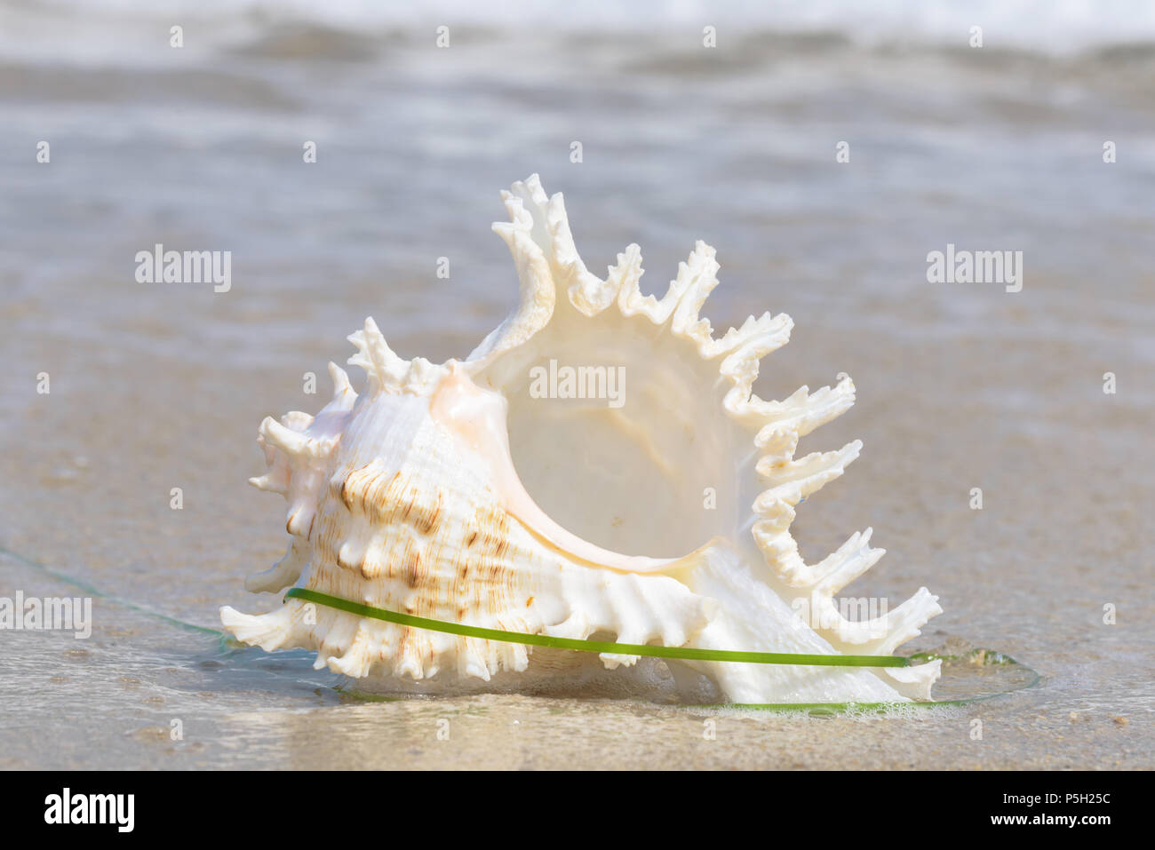 Shell. Sea mollusk. Seashell on sandy beach Stock Photo - Alamy