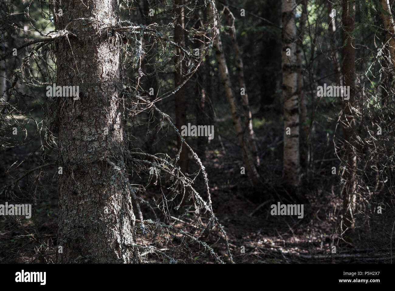 Spooky Tree Bark Stock Photos & Spooky Tree Bark Stock Images - Alamy