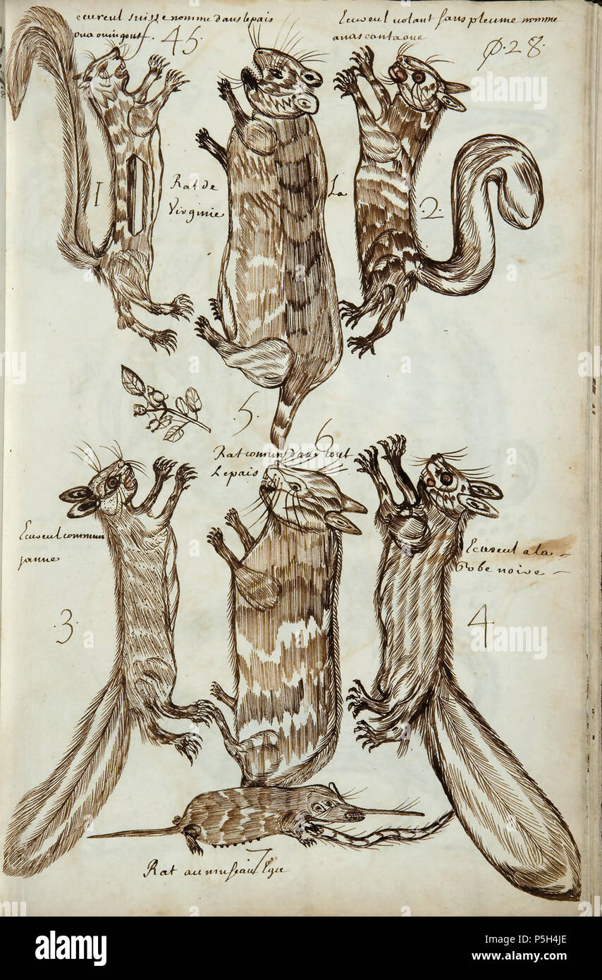 New world rat species hi-res stock photography and images - Alamy