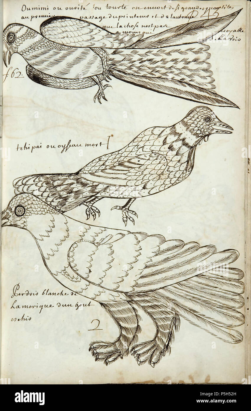 Ourite hi-res stock photography and images - Alamy