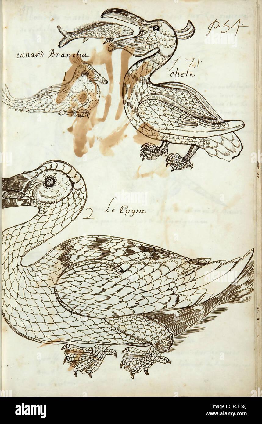 N/A. Français : Codex canadensis, p. 54 cheté 1 canard Branchu 2 Le ...