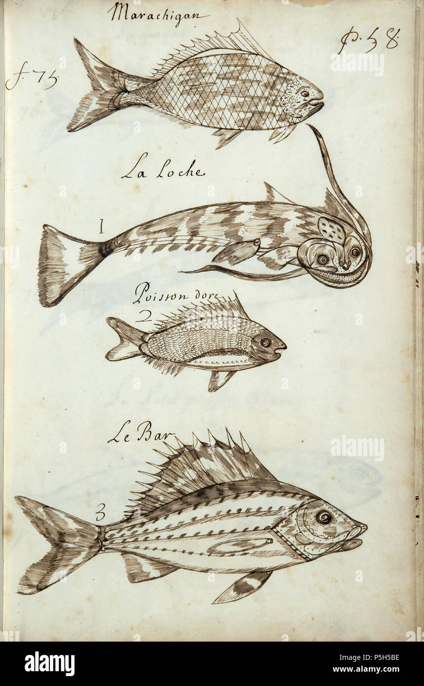 Poisson doré hi-res stock photography and images - Alamy