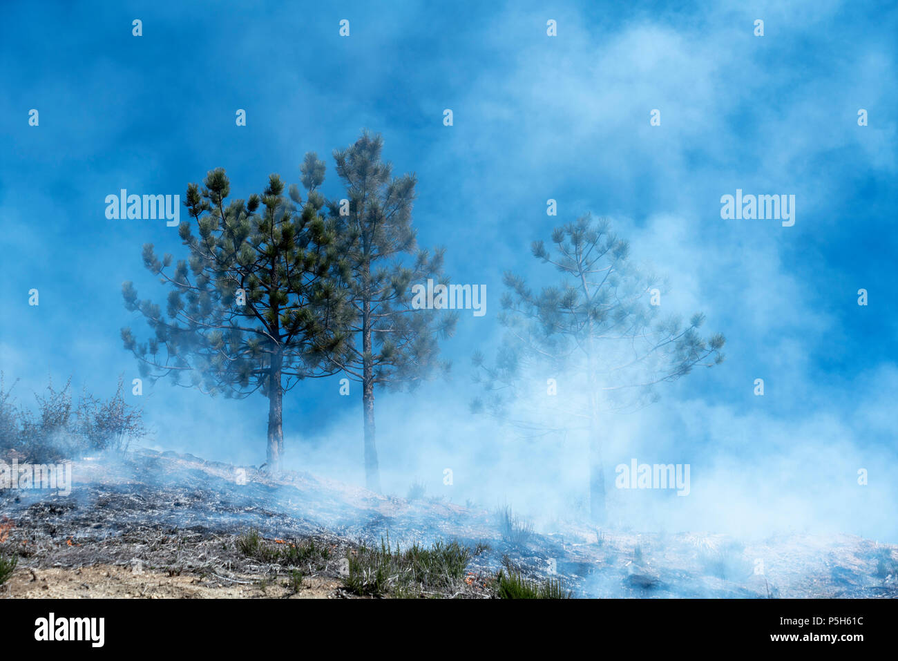 ANGELES NATIONAL FOREST, CA – MARCH 29: A controlled burn in Angeles ...