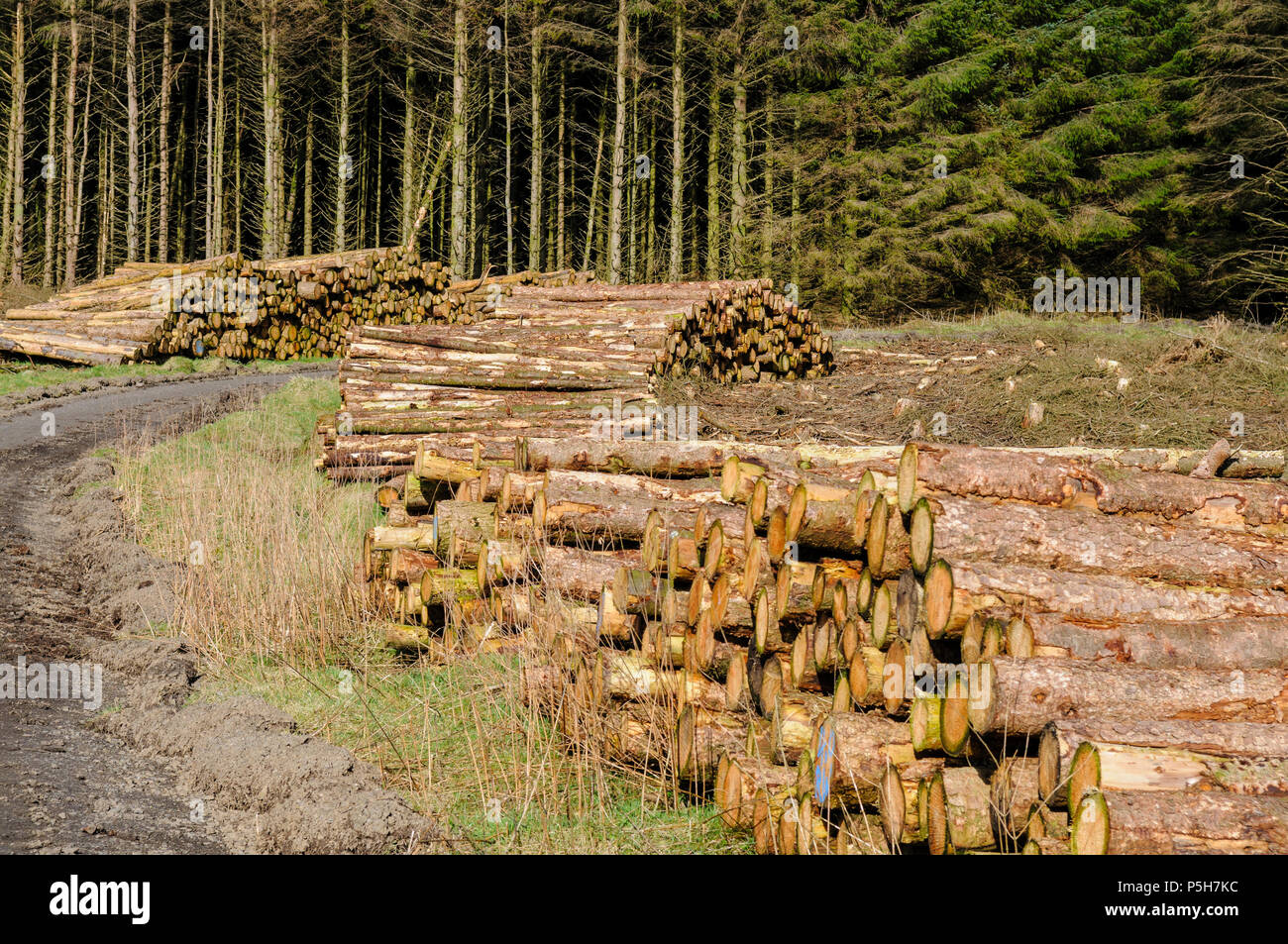 Piles of freshly cut down trees for lumber in a forest Stock Photo - Alamy