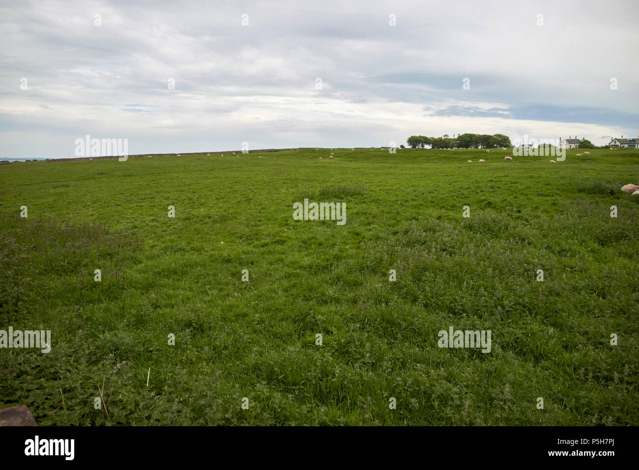 earthworks of the ancient alauna roman fort at Maryport Cumbria England ...
