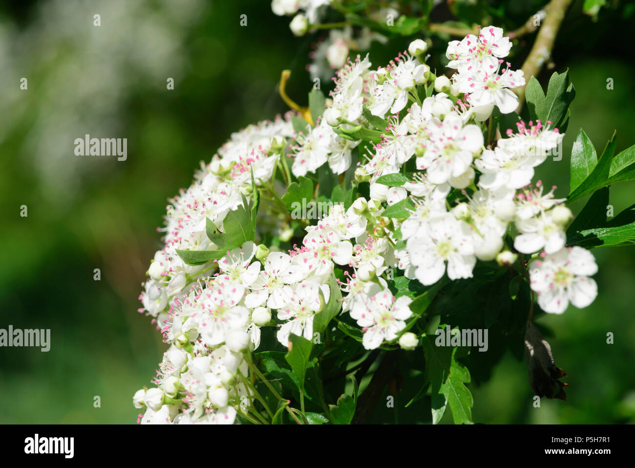Hedging hawthorn hi-res stock photography and images - Alamy