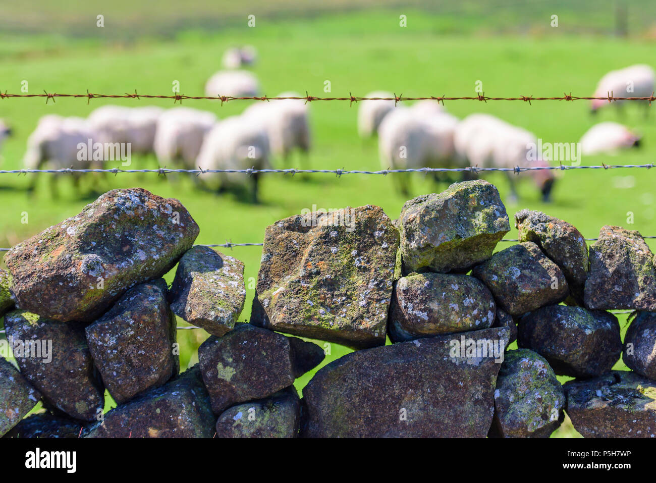 Scene in ireland with sheep hi-res stock photography and images - Alamy