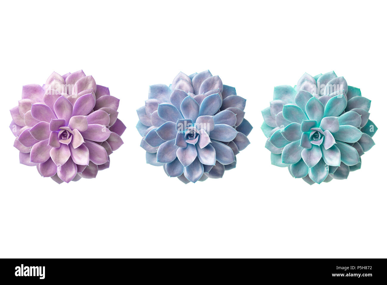 Small plant succulent on Cut Out Stock Images & Pictures - Alamy