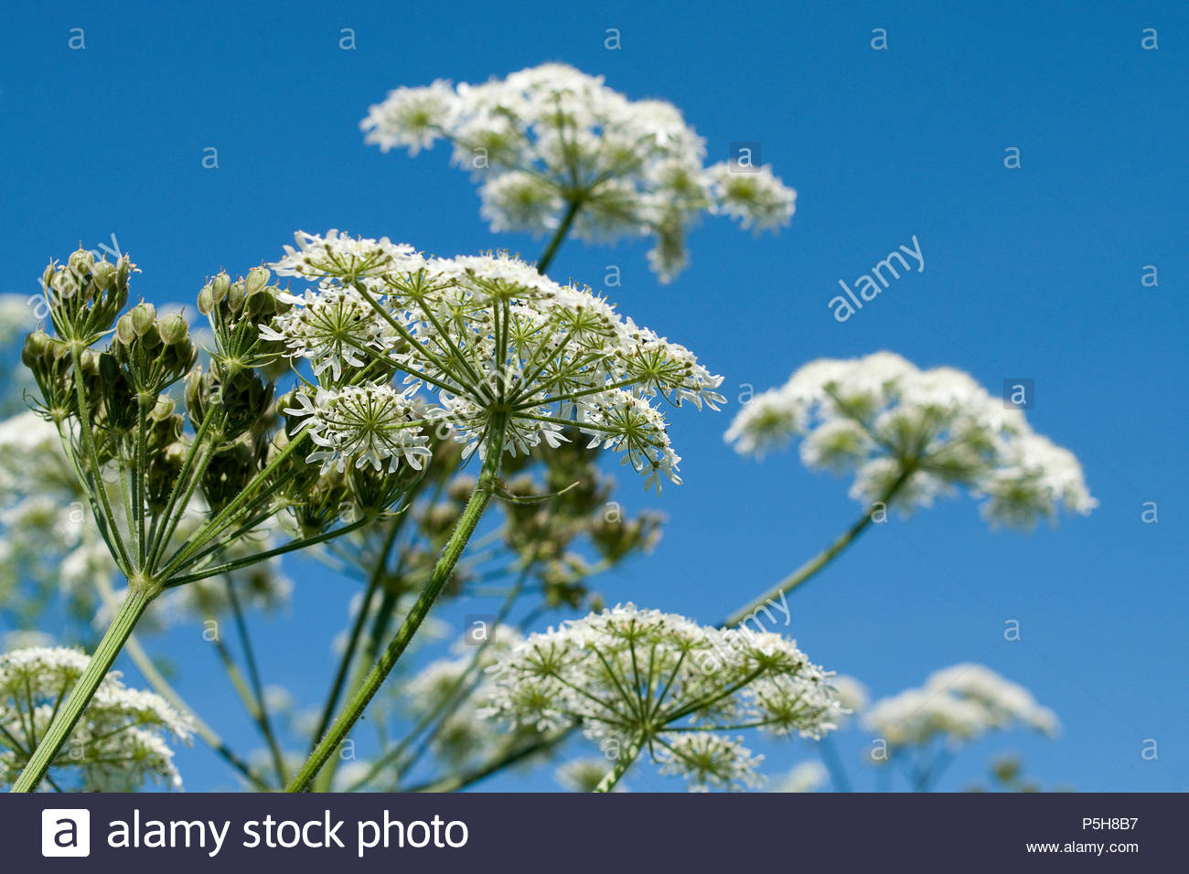 Common Hogweed Stock Photos & Common Hogweed Stock Images - Alamy