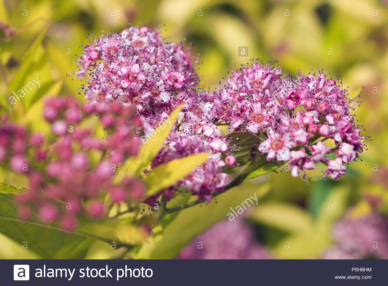 Japanese Spirea Stock Photos & Japanese Spirea Stock Images - Alamy