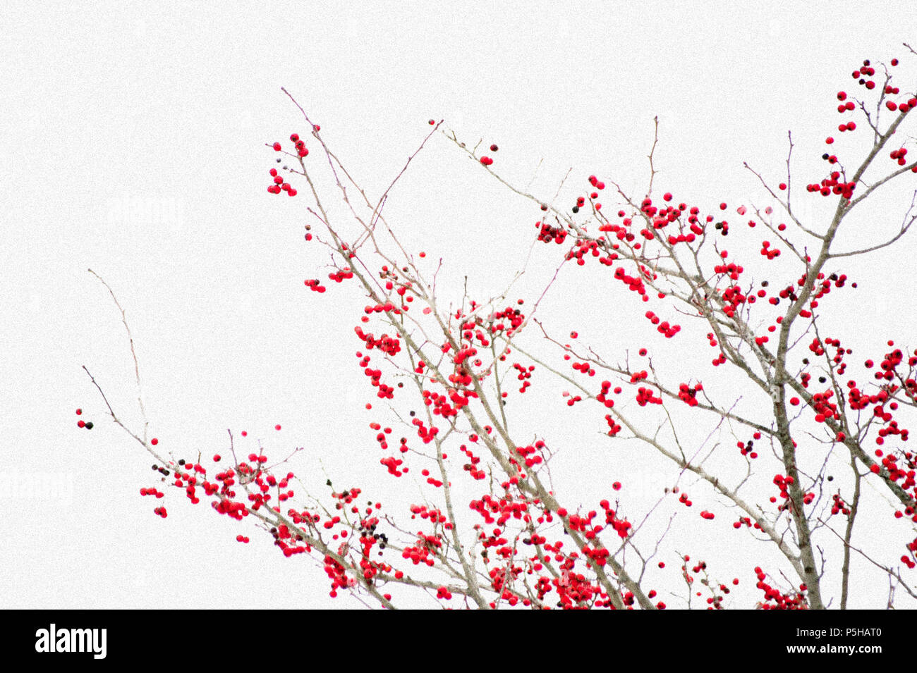 Red Berry tree in winter Stock Photo - Alamy