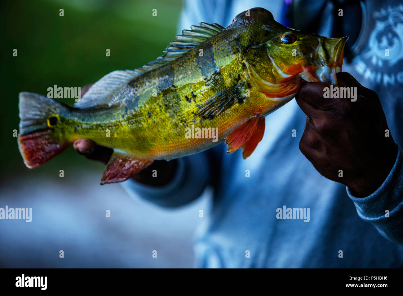 Blue Peacock Bass High Resolution Stock Photography and Images - Alamy