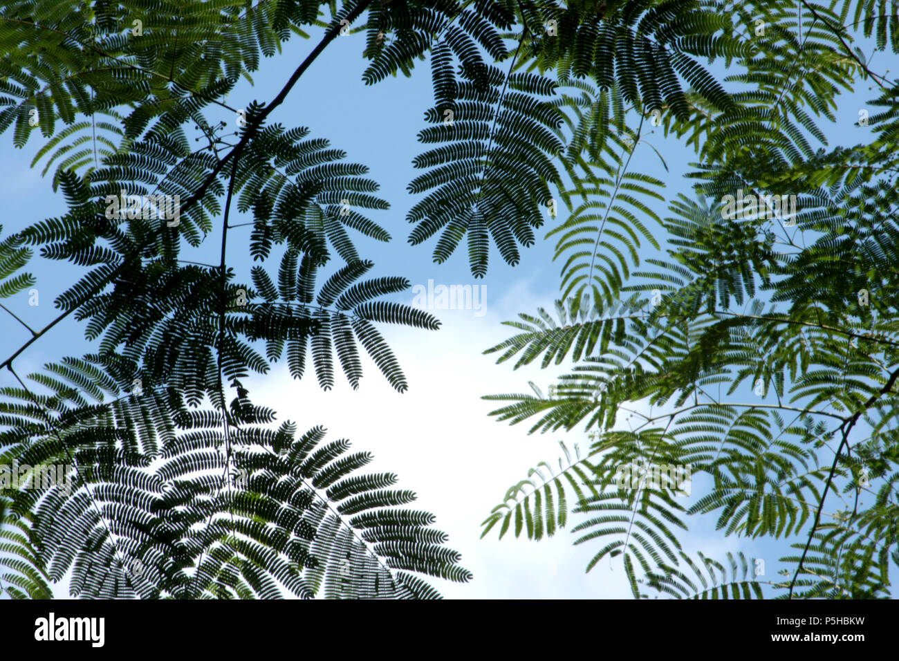 Mimosa tree branches Stock Photo - Alamy