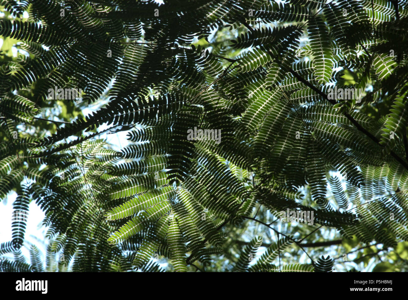 Mimosa tree branches Stock Photo - Alamy