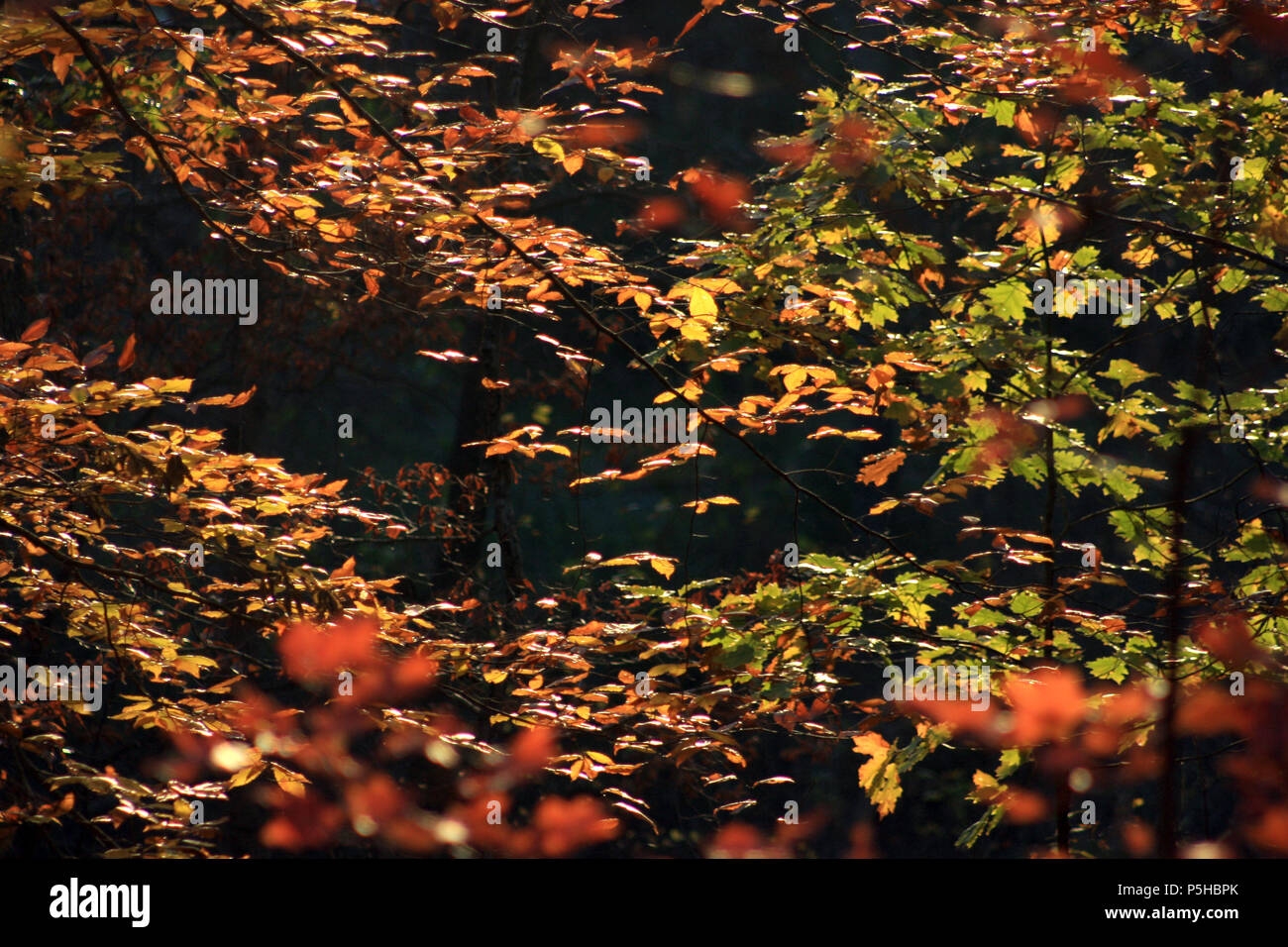 Trees changing colors in autumn Stock Photo - Alamy