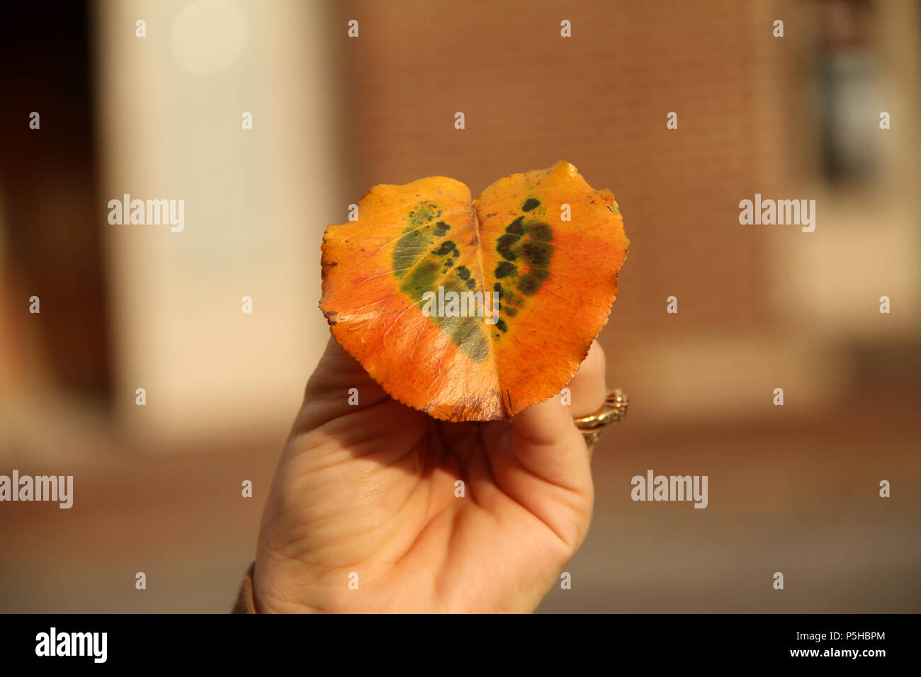 Hand shaped leaves hi-res stock photography and images - Alamy