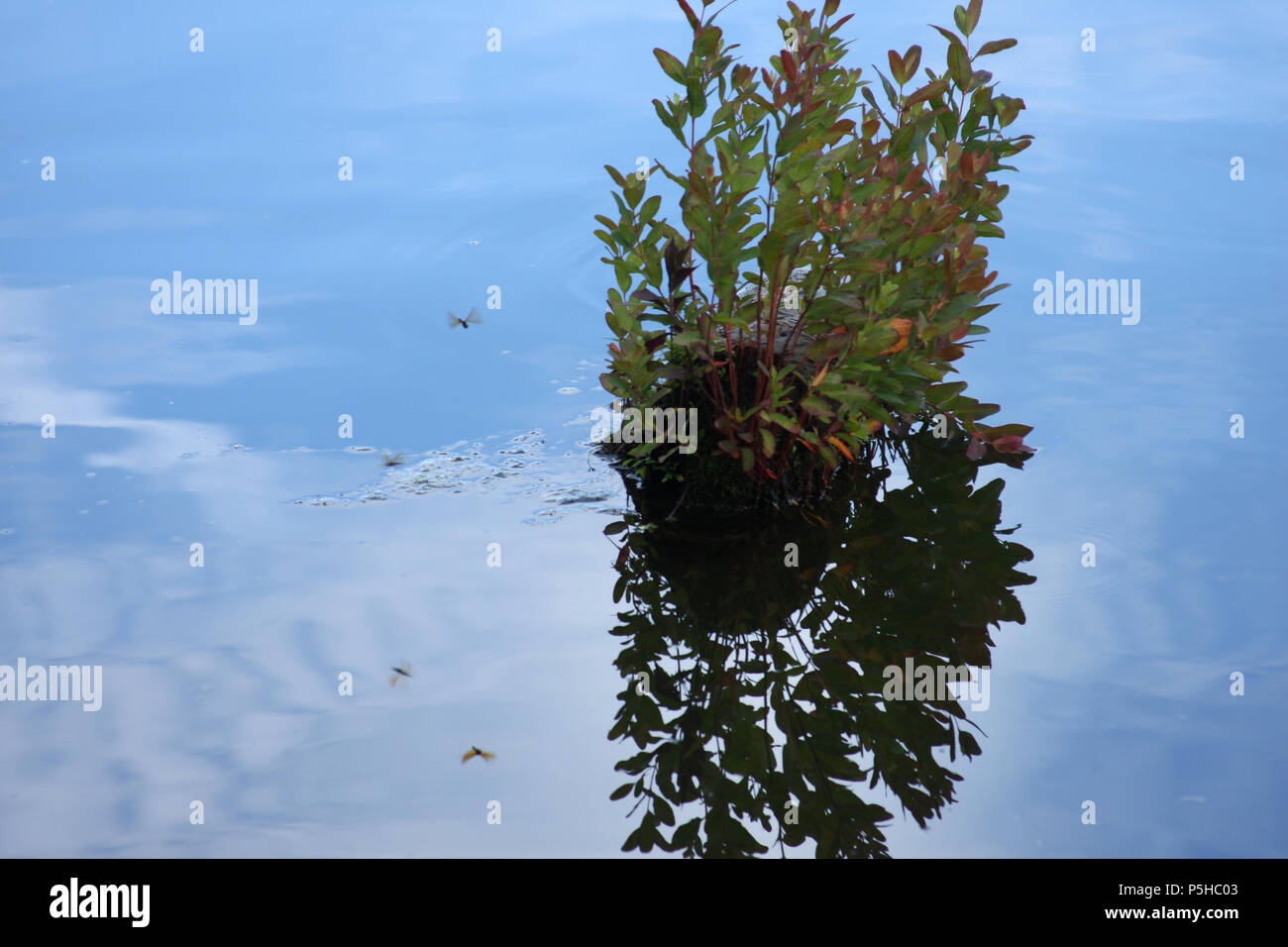 Growing from tree stump hi-res stock photography and images - Alamy