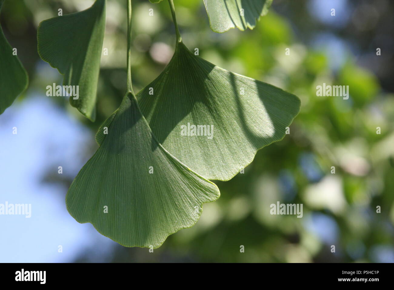 Fan shaped tree hi-res stock photography and images - Alamy