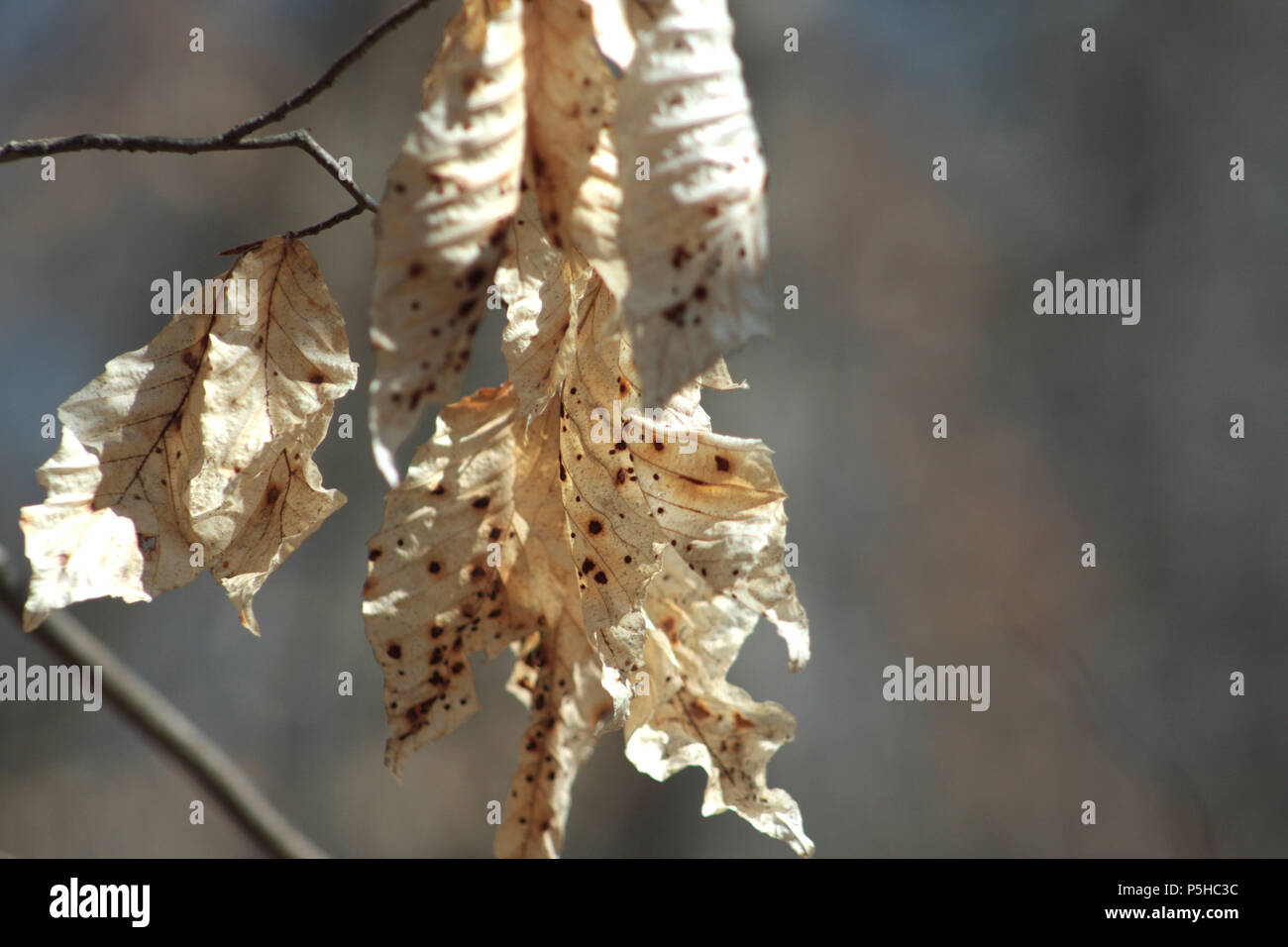 Dead dried up tree in forest hi-res stock photography and images - Alamy