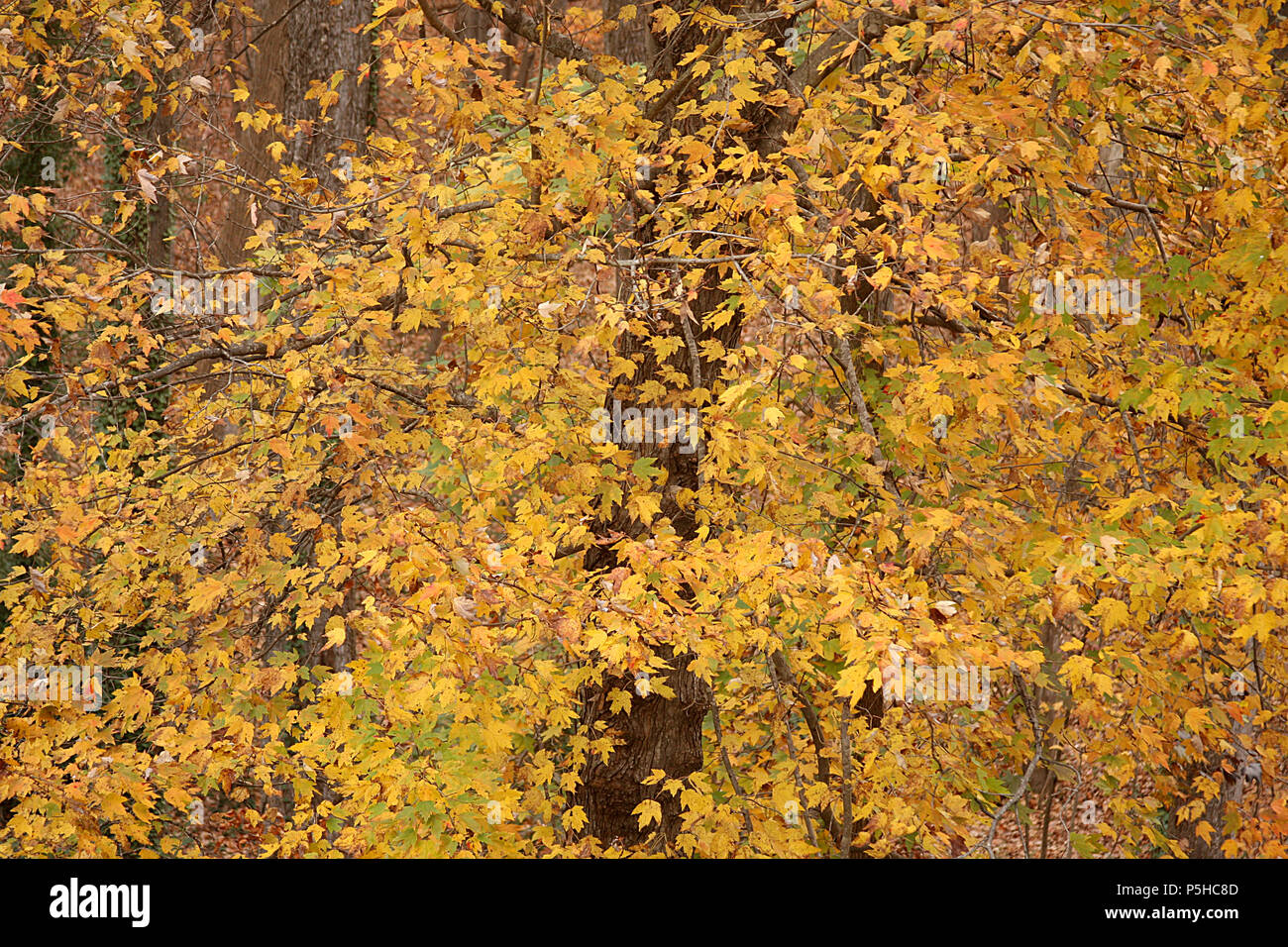 Maple tree changing colors in autumn Stock Photo - Alamy