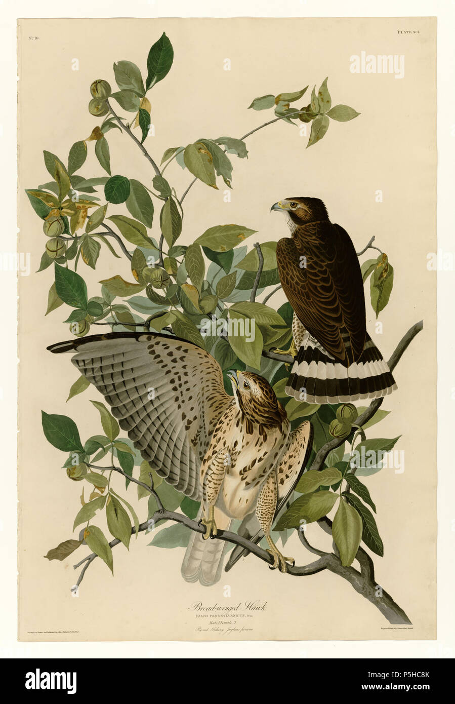 42 91 Broad-winged Hawk Stock Photo - Alamy