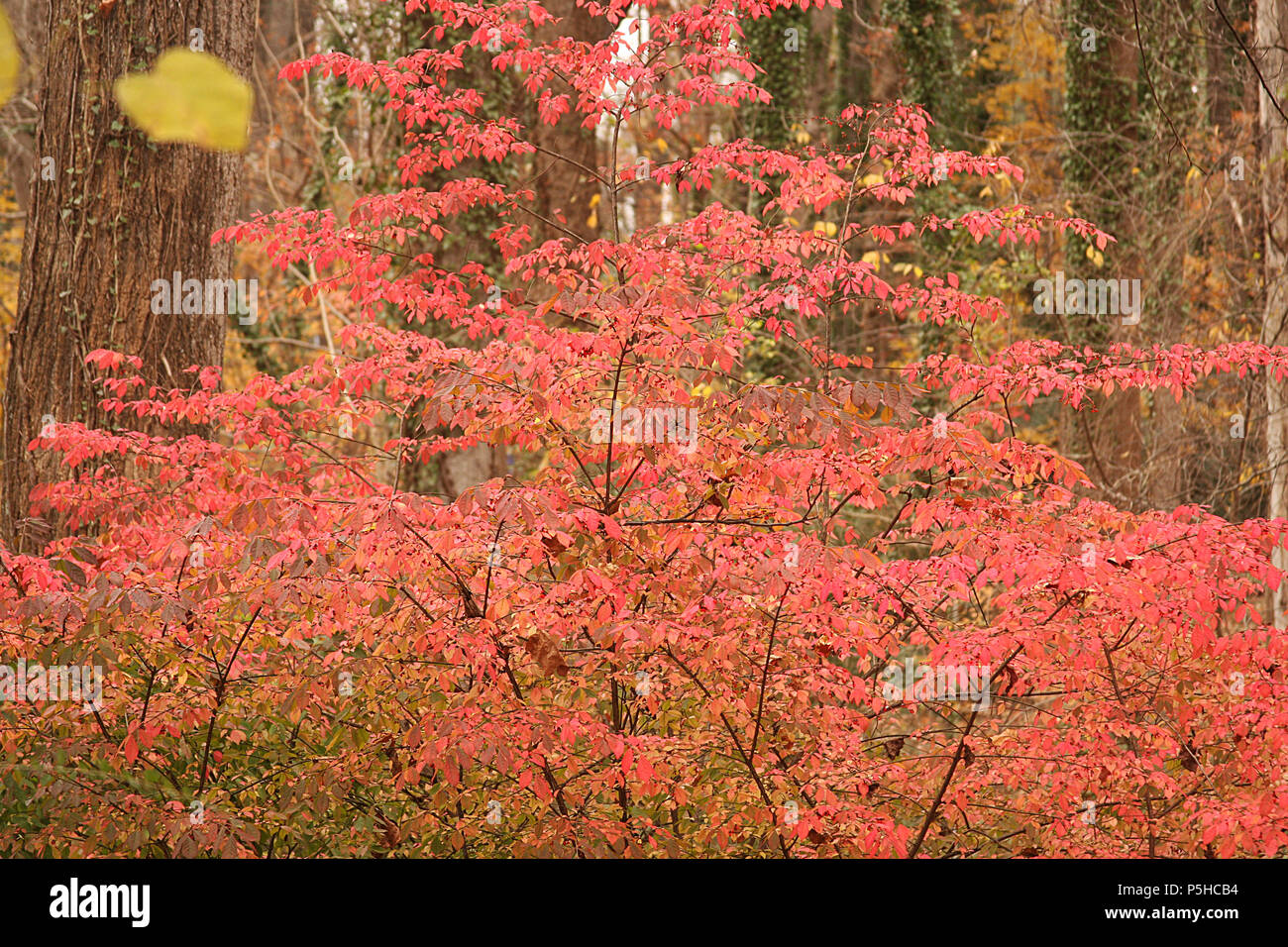 Deciduous trees changing colors in autumn Stock Photo - Alamy