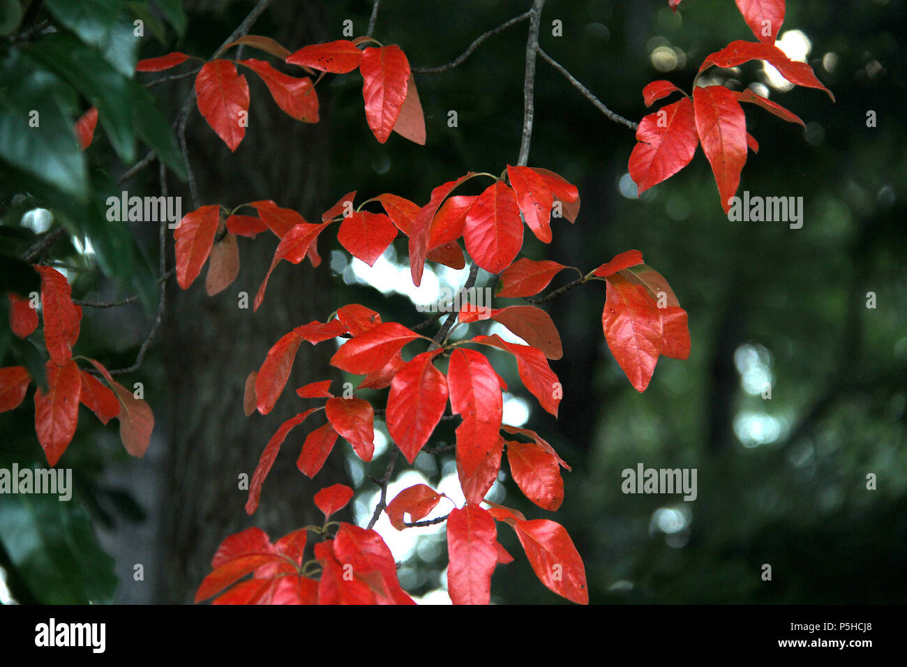 Tupelo tree hi-res stock photography and images - Alamy