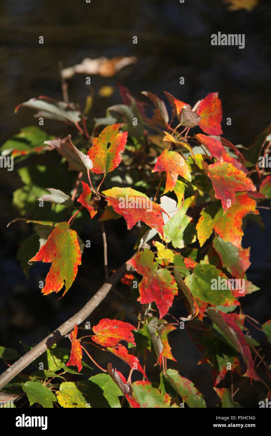 Tree Leaves Changing Colors In Autumn Stock Photo Alamy