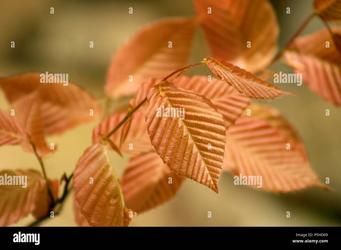Tree leaves changing colors in autumn Stock Photo - Alamy