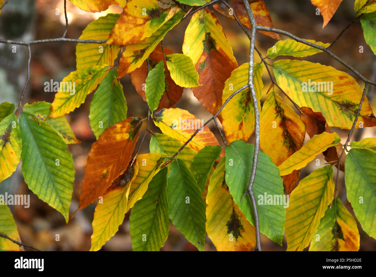 Tree leaves changing colors in autumn Stock Photo - Alamy