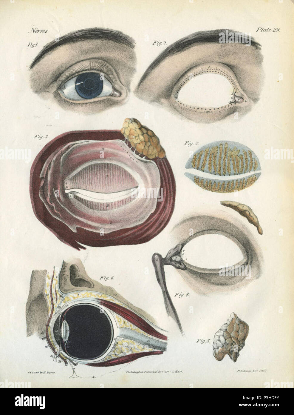 N/A. English: A Series of Anatomical Plates The Structure of the ...