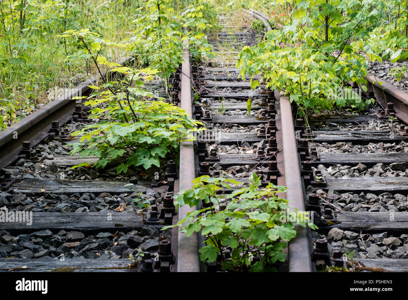 Old railway tracks overgrown with trees. Forgotten railway line. Season ...