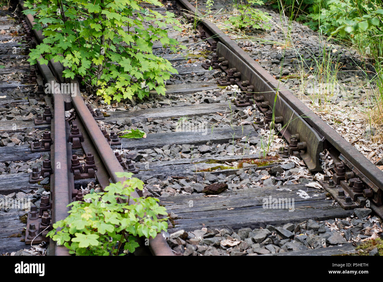 Old railway tracks overgrown with trees. Forgotten railway line. Season ...