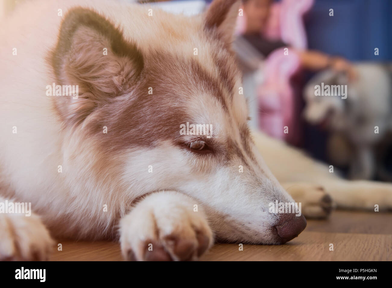Siberian Husky, sleepy dog and lovely pet Stock Photo - Alamy