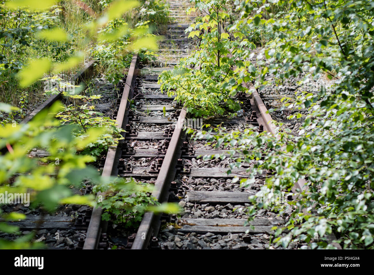 Old railway tracks overgrown with trees. Forgotten railway line. Season of the summer Stock ...