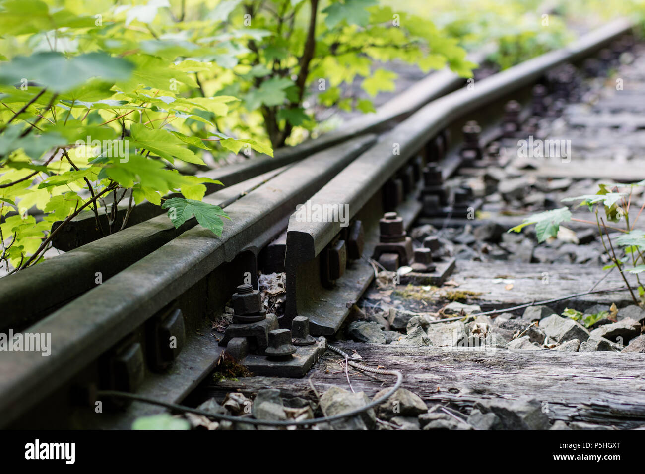 Old railway tracks overgrown with trees. Forgotten railway line. Season of the summer Stock ...