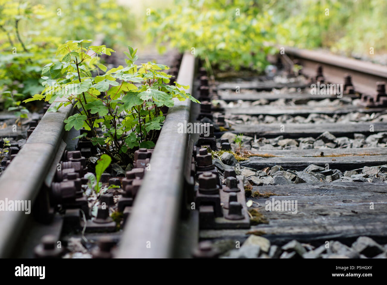 Old railway tracks overgrown with trees. Forgotten railway line. Season ...