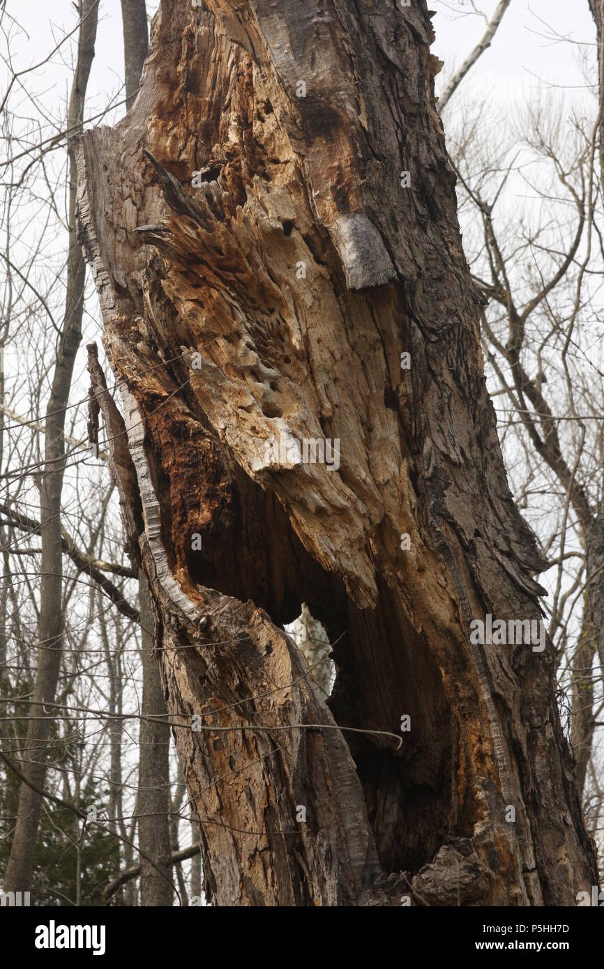 Rotten matter hi-res stock photography and images - Alamy