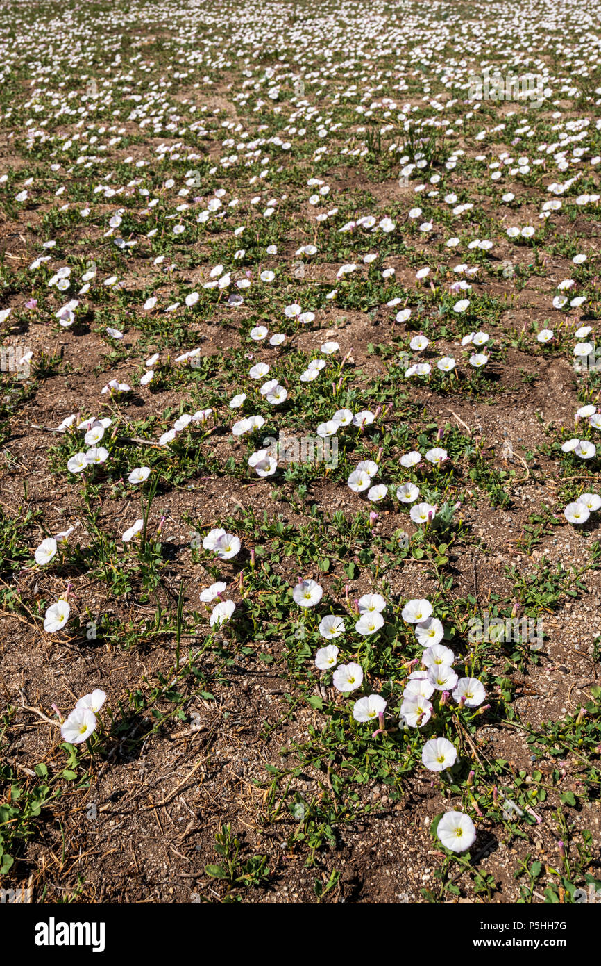 Morning Glory; Field Bindweed; Convolvulus arvensis; Convolvulaceae; in ...
