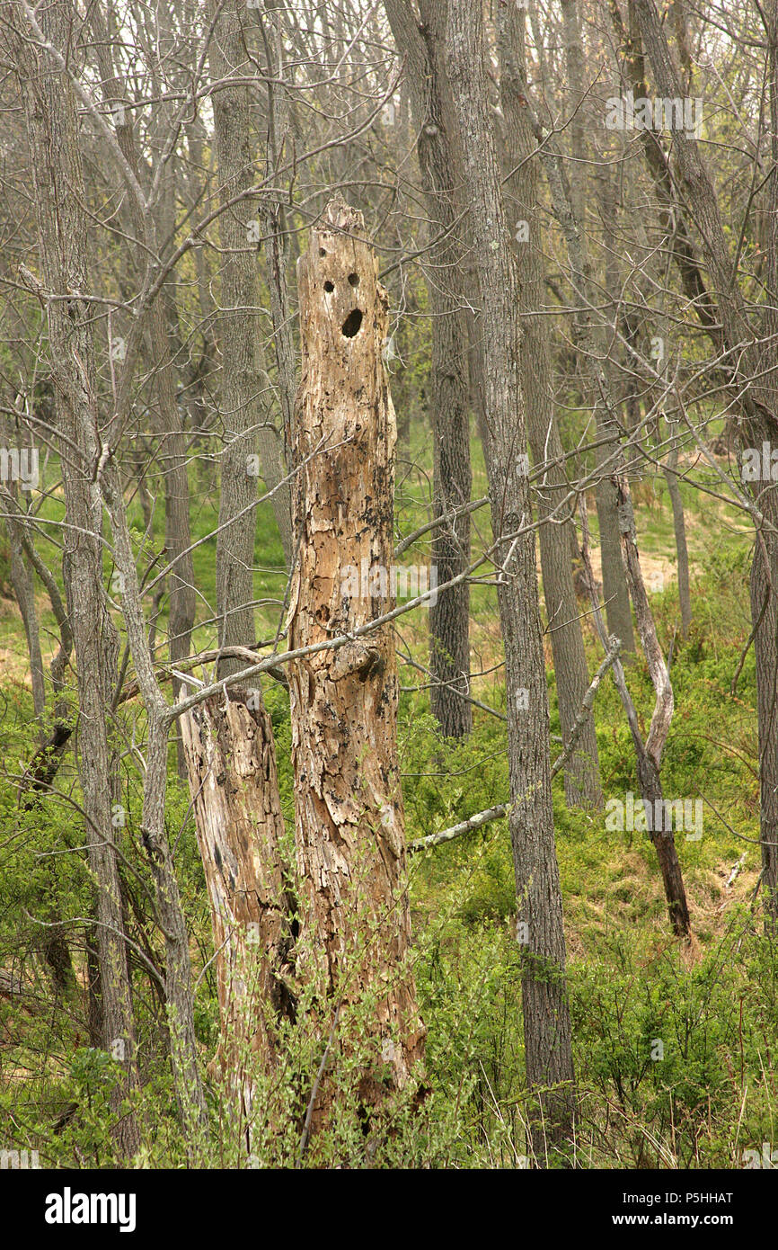Rotten tree in the woods in Eastern U.S.A Stock Photo - Alamy