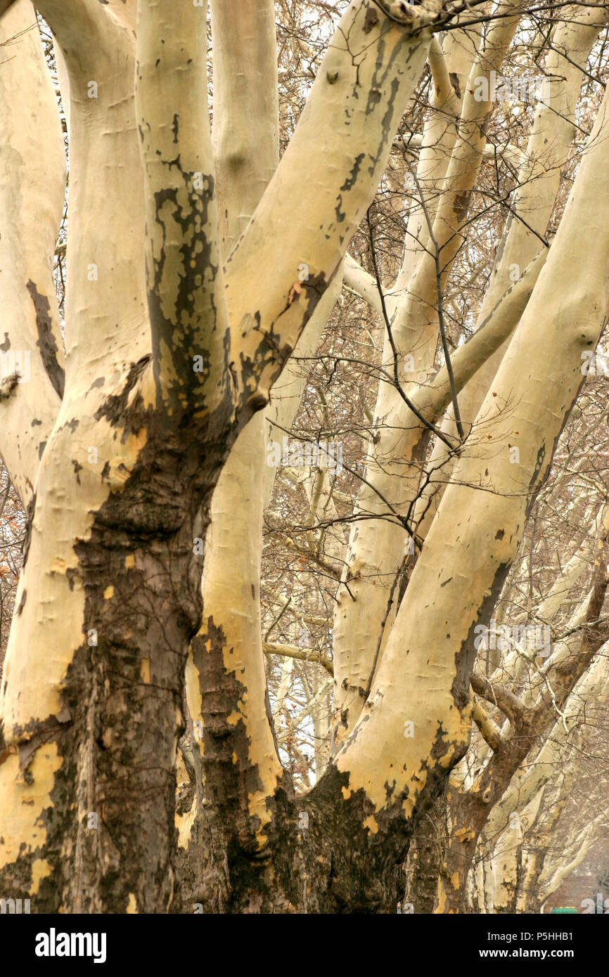 American Sycamore trees in winter. Old, large Sycamore trees Stock ... American Sycamore trees in winter. Old, large Sycamore trees Stock ...