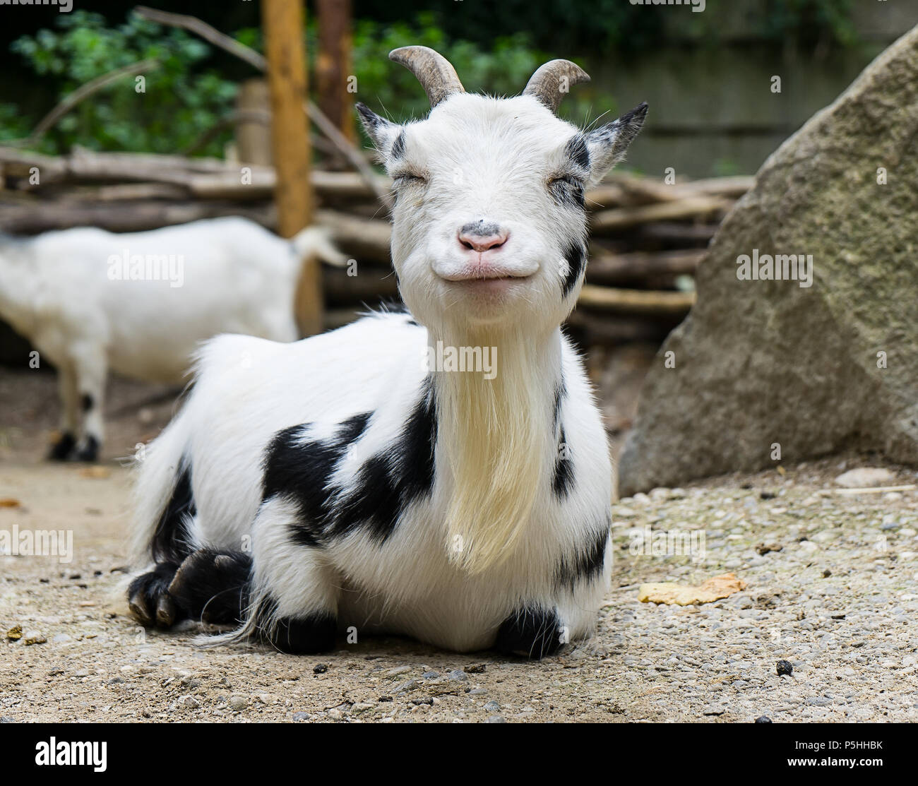 White goat in his loafing shed, Hellabrunn Zoo Munich Stock Photo - Alamy