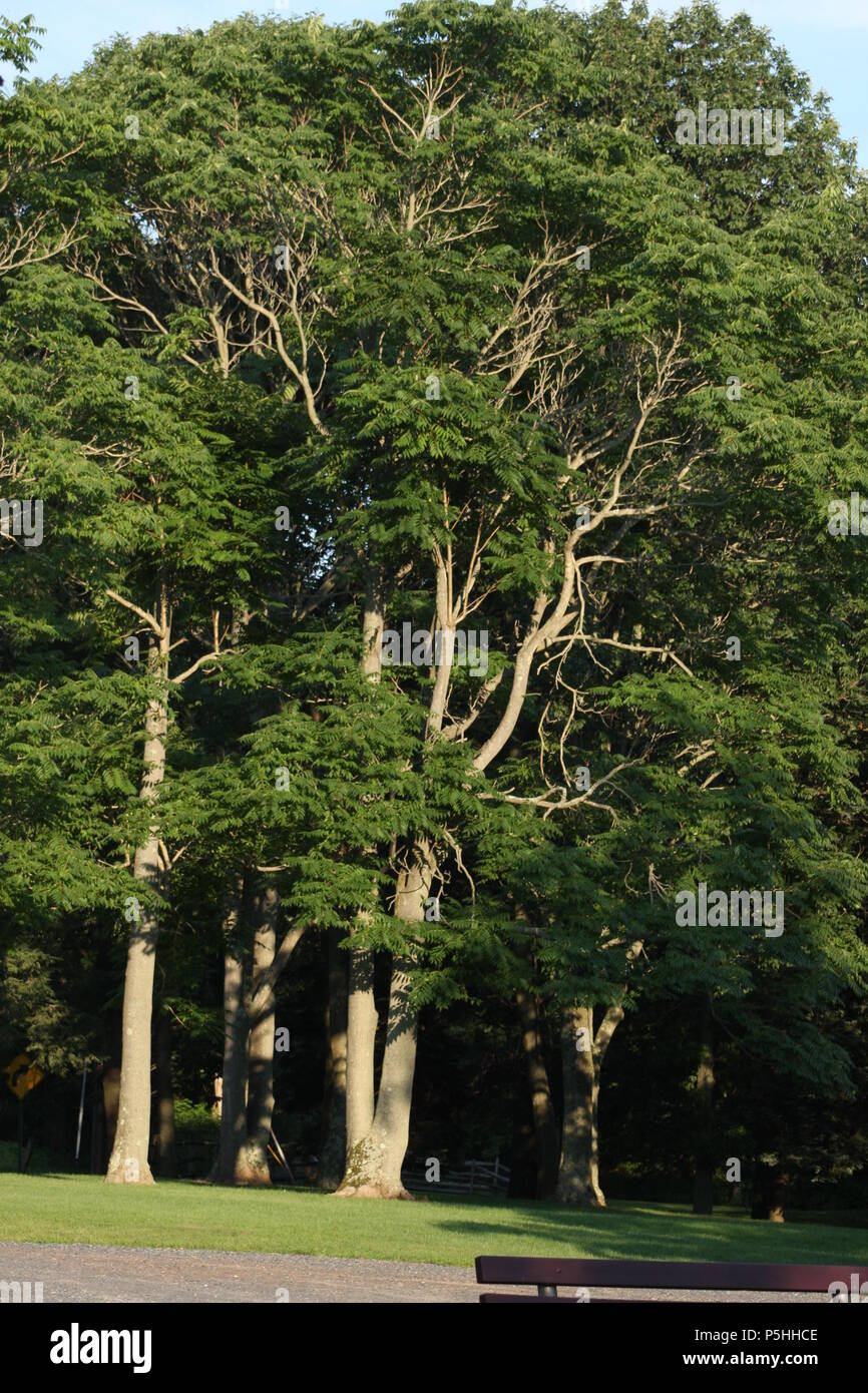 Trees in public park Stock Photo - Alamy