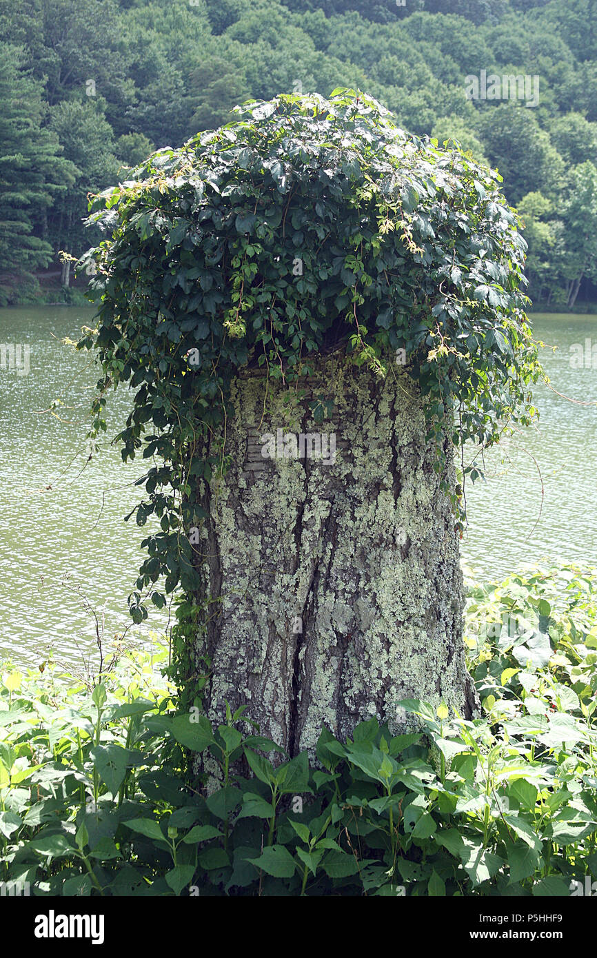 Virginia creeper ivy climbing on tree stump by the lake Stock Photo - Alamy