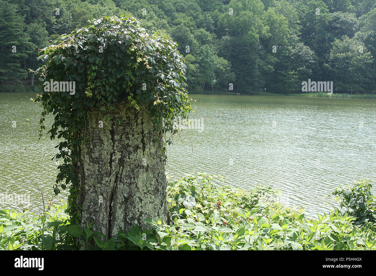 Virginia creeper hi-res stock photography and images - Alamy