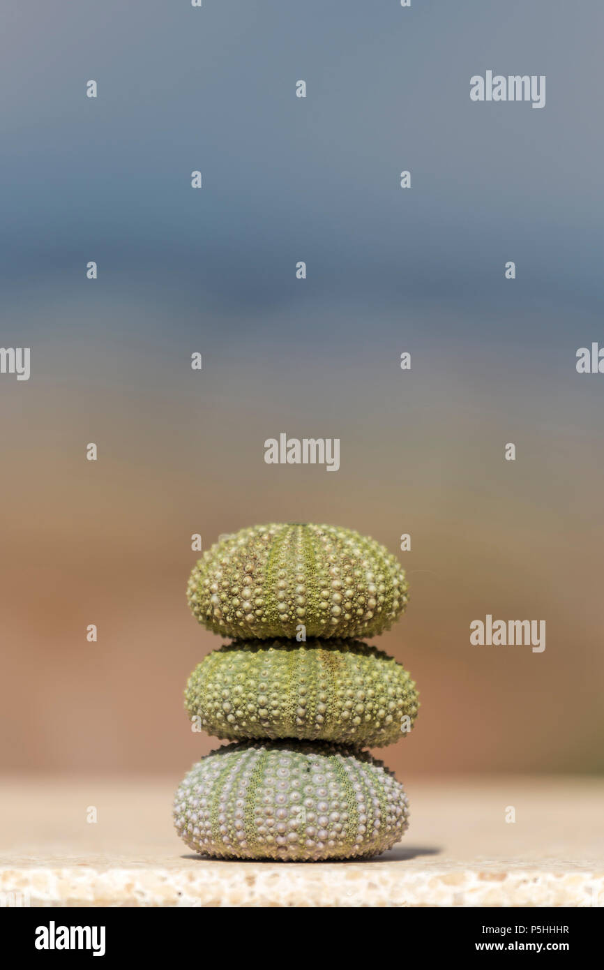 tower built with shells of sea urchins Stock Photo - Alamy