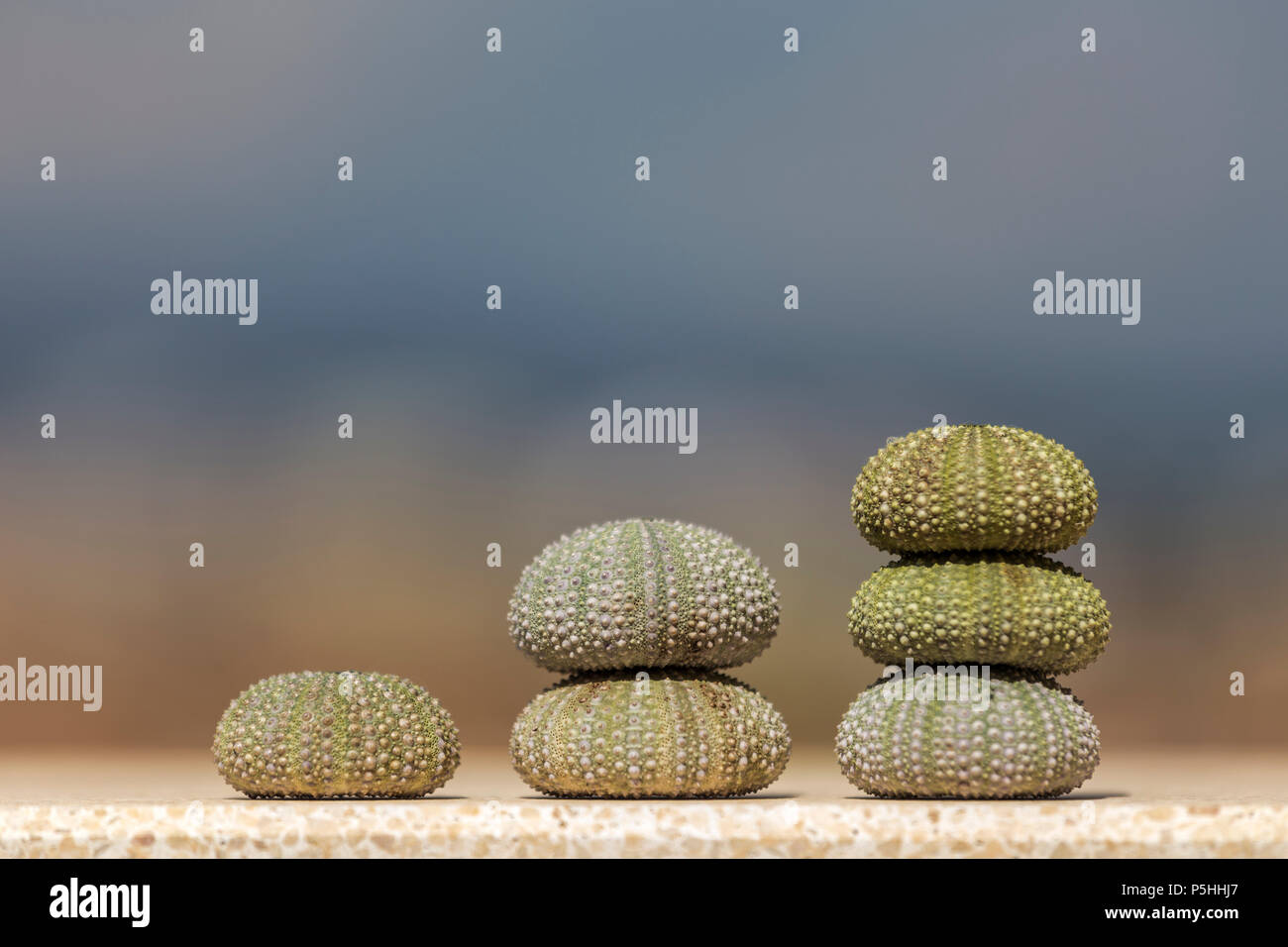 towers built with shells of sea urchins Stock Photo - Alamy
