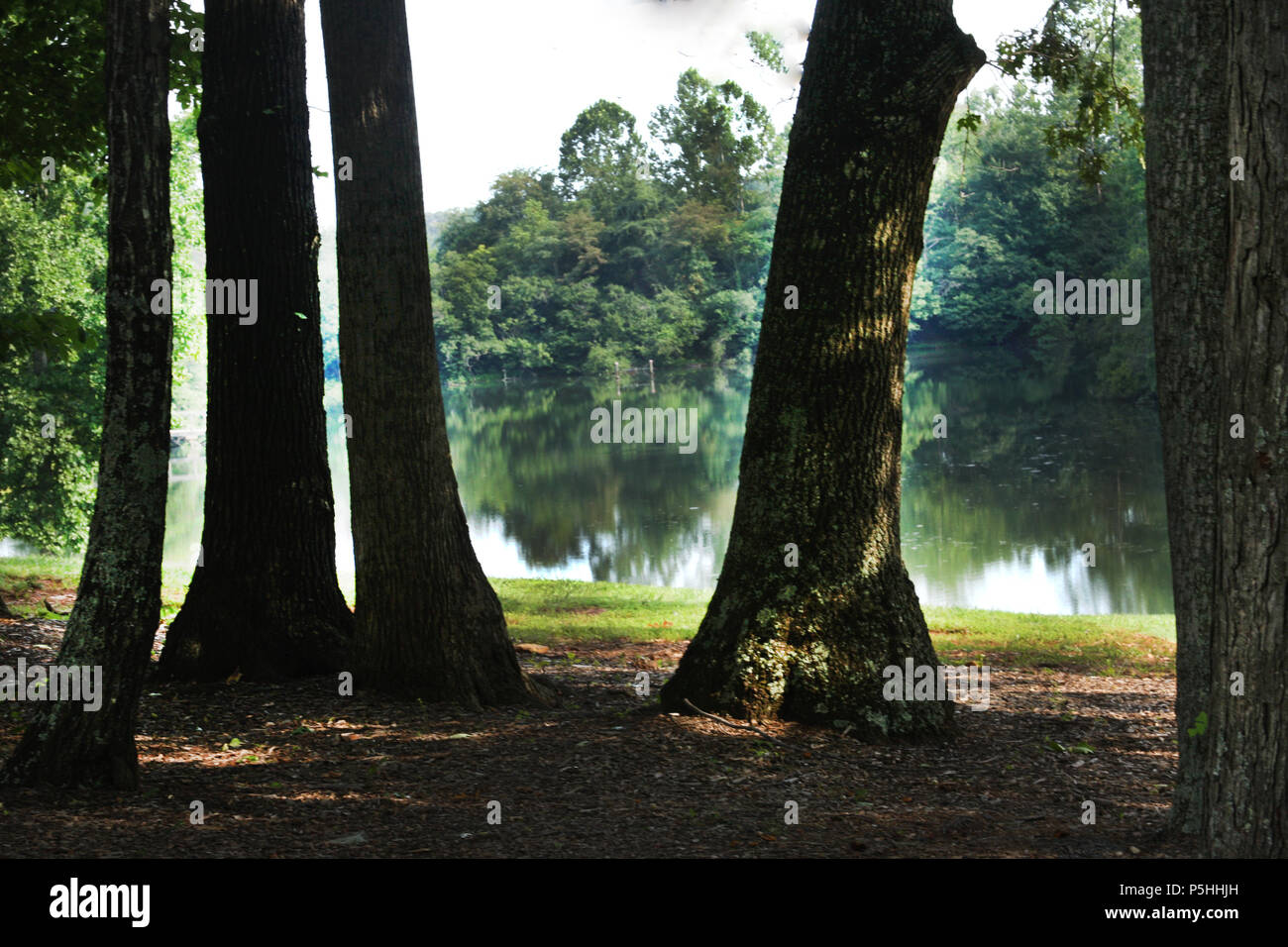 Virginia forest edge hi-res stock photography and images - Alamy